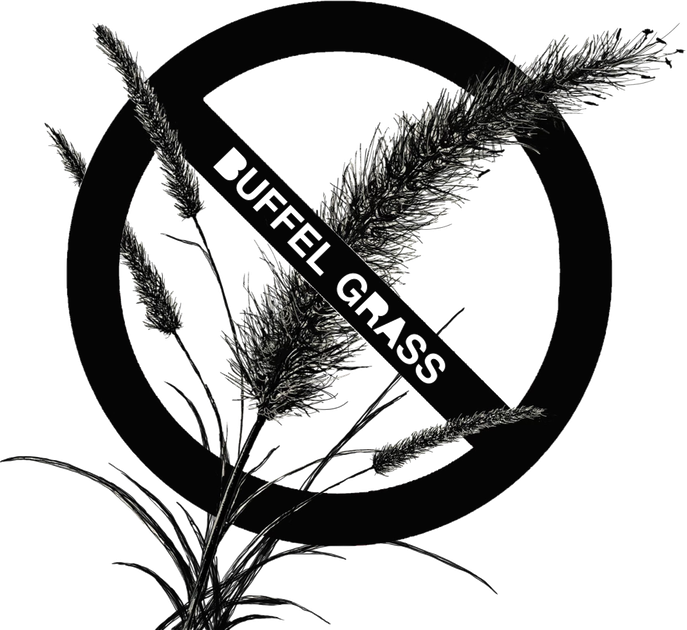 Buffel Grass - Class B Weed Declaration in the Northern Territory ...